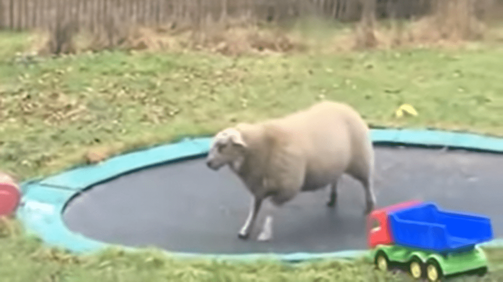 Sheep figures out how to use a trampoline
