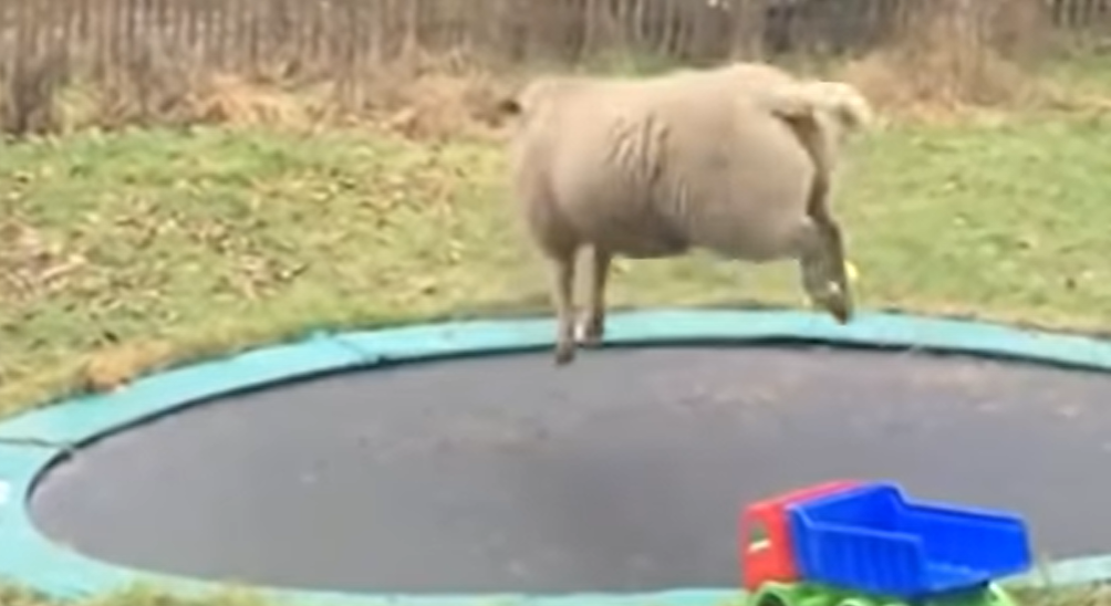 Sheep figures out how to use a trampoline