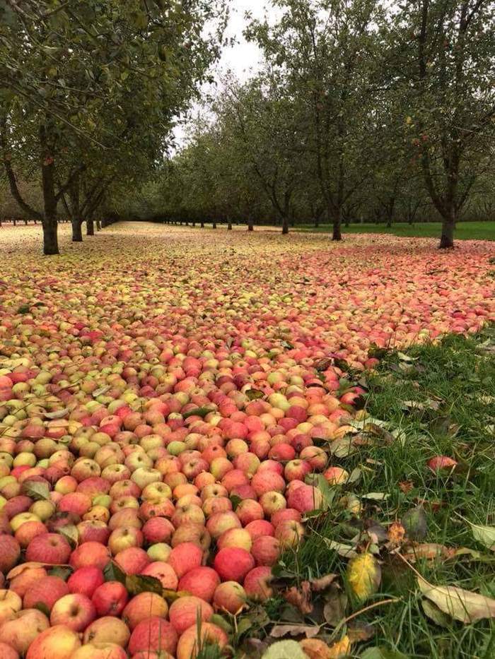 60 Photos Proving Nature Will Get Its Way