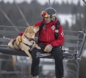 Brave lifeguard dogs jump from helicopters to save lives
