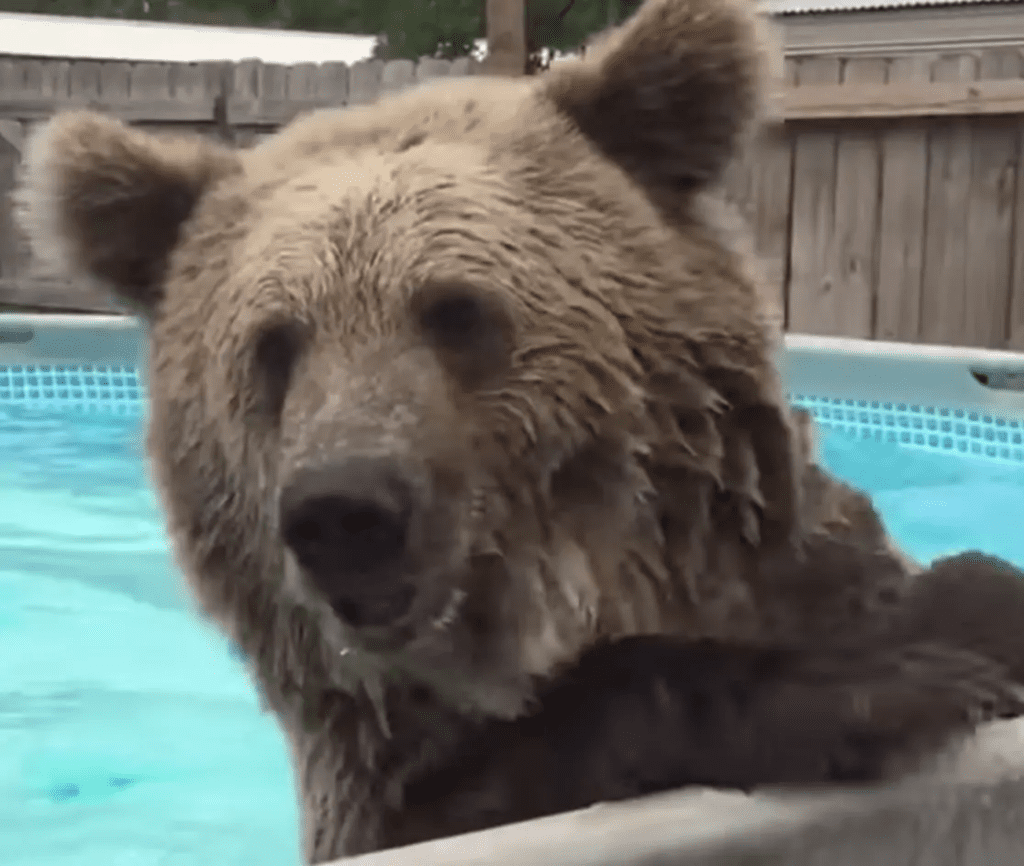 Bear does epic belly flop then gives cameraman a look that has him near ...