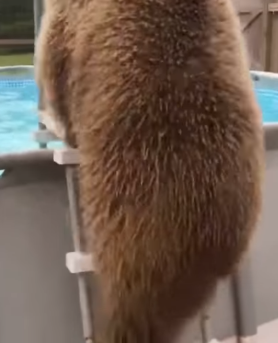 Bear does epic belly flop then gives cameraman a look that has him near ...