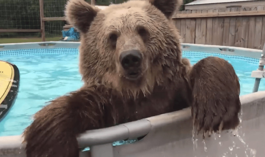 Bear does epic belly flop then gives cameraman a look that has him near ...