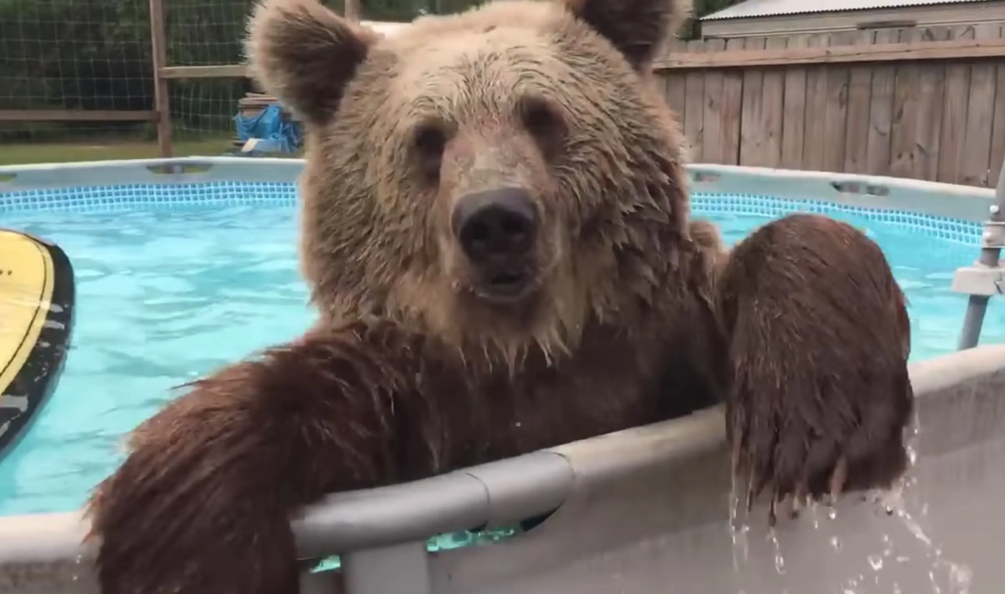 Bear does epic belly flop then gives cameraman a look that has him near ...
