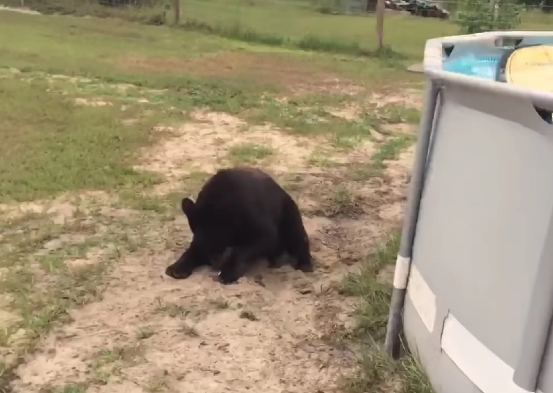 Bear does epic belly flop then gives cameraman a look that has him near ...