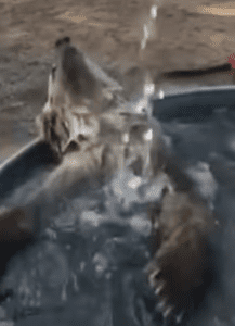 Bear does epic belly flop then gives cameraman a look that has him near ...