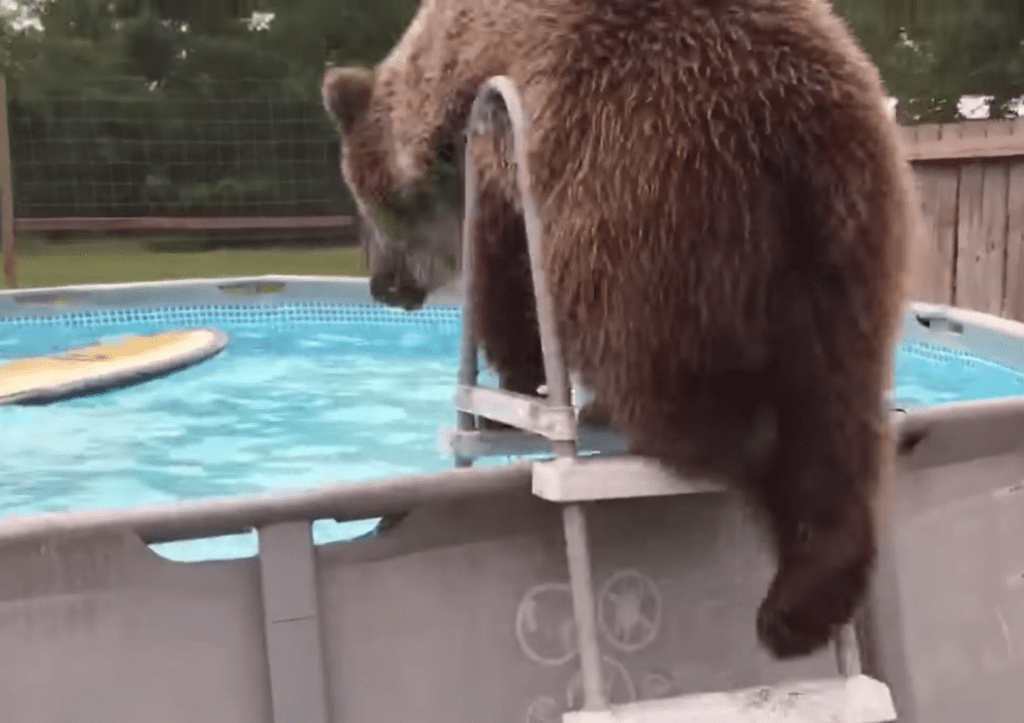 Bear does epic belly flop then gives cameraman a look that has him near ...