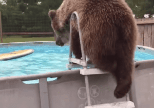 Bear does epic belly flop then gives cameraman a look that has him near ...