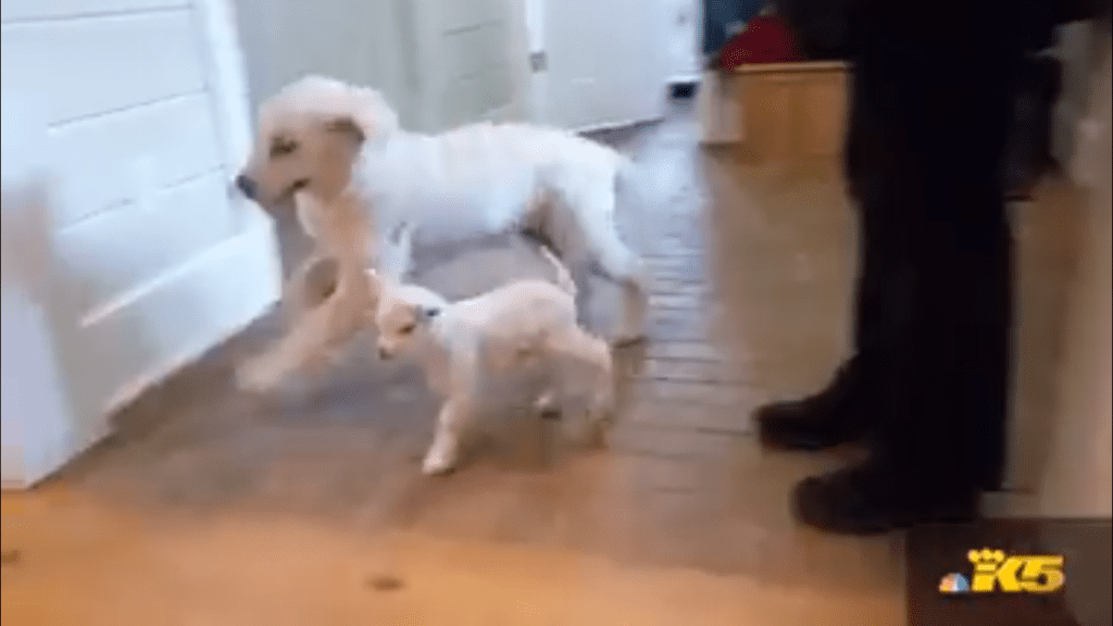 Golden retriever puppy meets goat for the first time and loses his mind