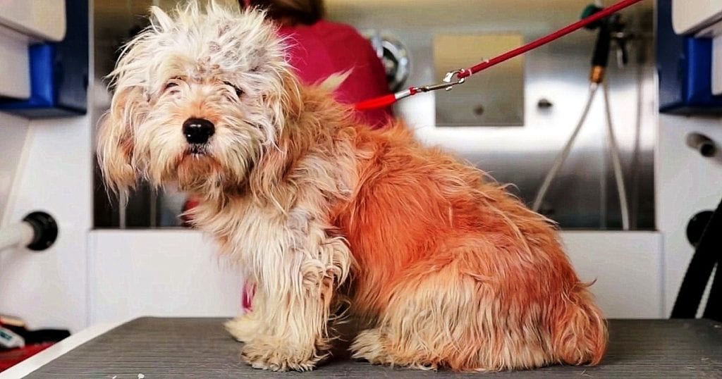 Homeless dog had just one week left at high-kill shelter but then ...