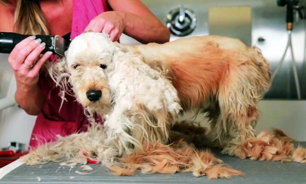 Homeless dog had just one week left at high-kill shelter but then ...