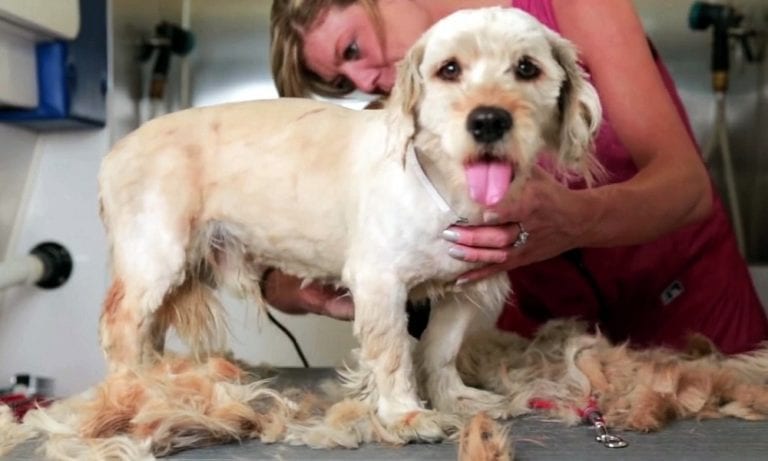 Homeless dog had just one week left at high-kill shelter but then ...