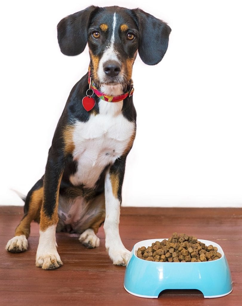 Little girl hilariously denies touching the dog's food