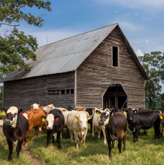 Crowd Gathers For Release Of Cows After Six Months In Barn