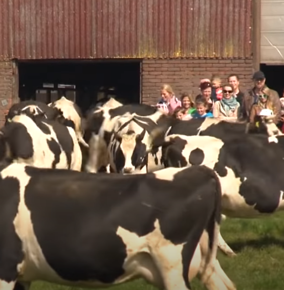 Crowd Gathers For Release Of Cows After Six Months In Barn