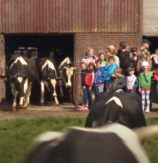 Crowd Gathers For Release Of Cows After Six Months In Barn