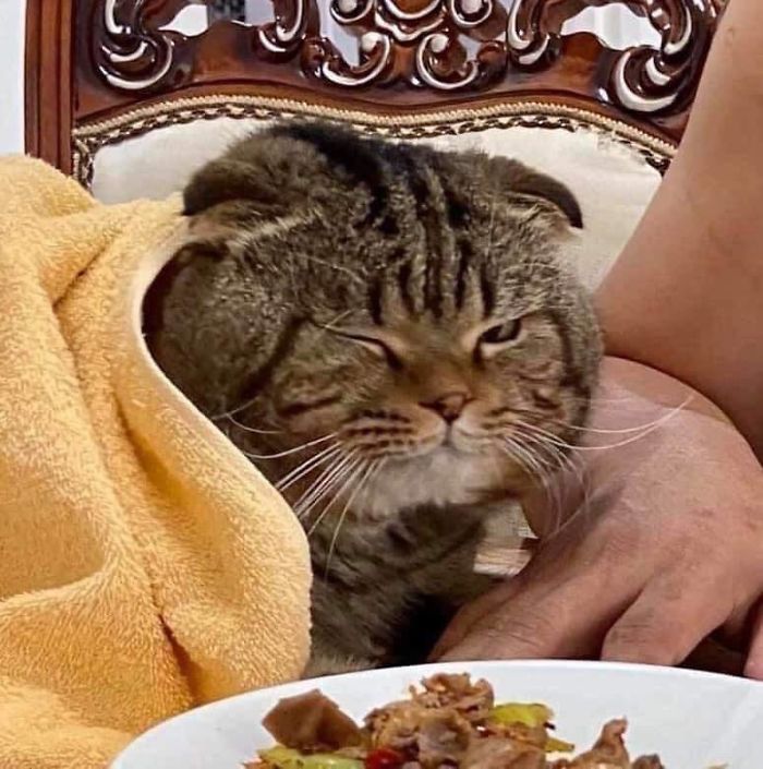 Woman documents how this cat stole her husband in 30 adorable photos