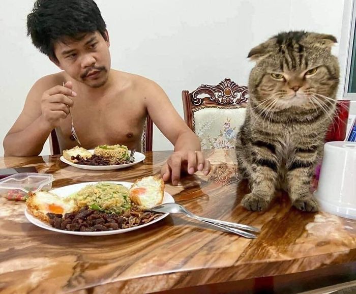 Woman documents how this cat stole her husband in 30 adorable photos