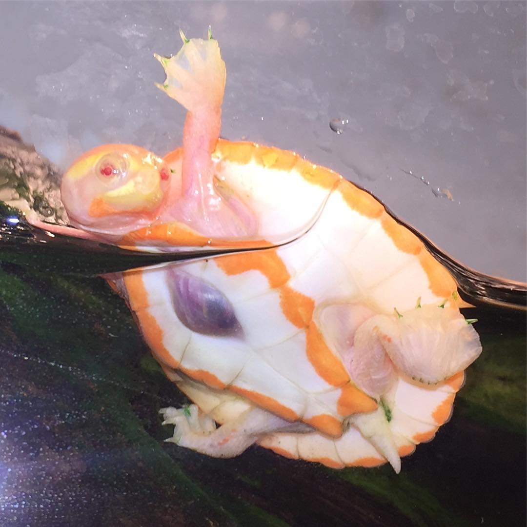 Man takes in a tiny turtle with an exposed heart going to extreme ...