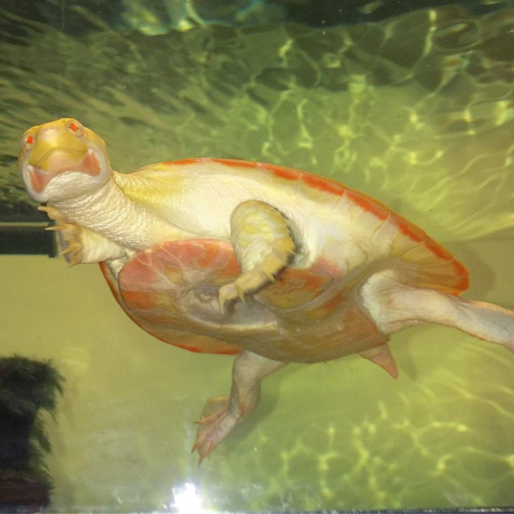 Man takes in a tiny turtle with an exposed heart going to extreme ...