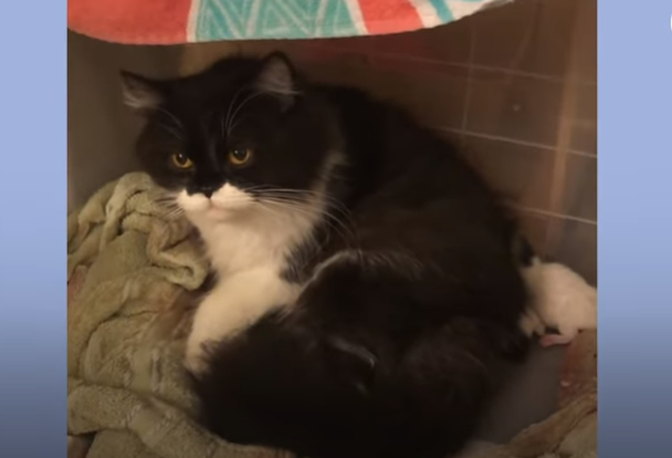 Stray cat sneaks into woman’s home then ends up giving birth in her ...