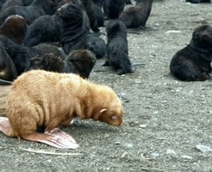 Rare ginger seal is shunned by his colony, forcing rescuers to intervene