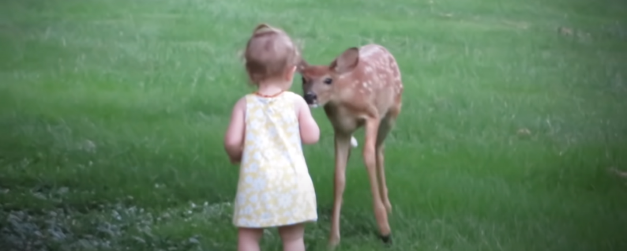 Baby encounters wild deer in her backyard