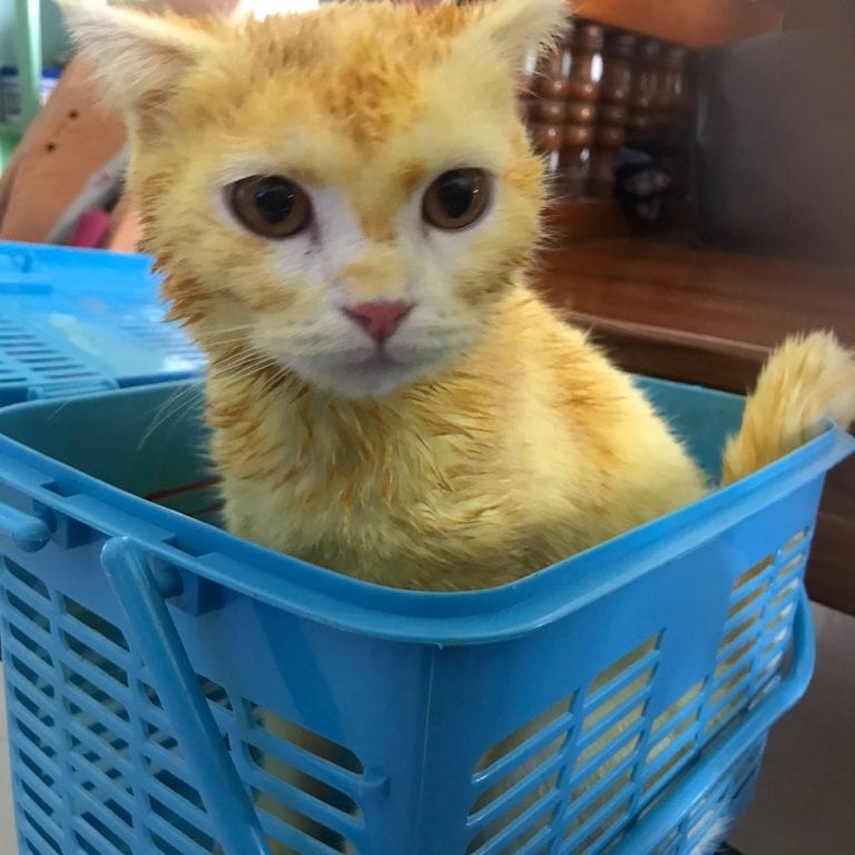 Woman attempts to treat her cat with turmeric but accidentally turns it ...