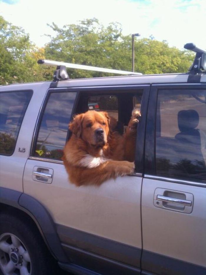 40 dogs who love riding in the car more than anything else in the ...