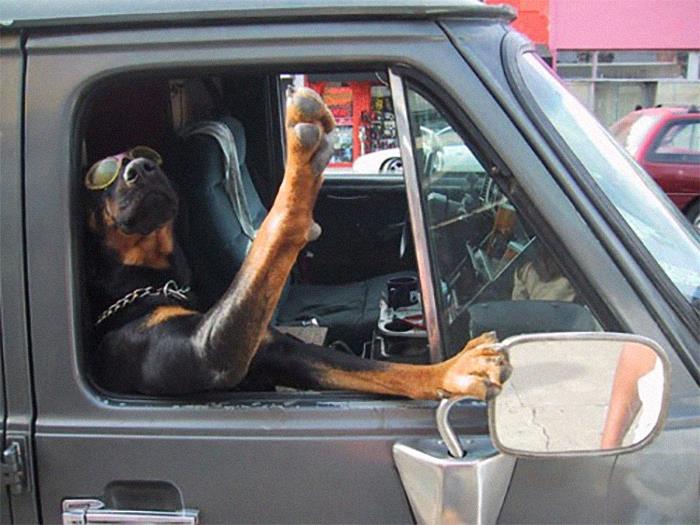 40 dogs who love riding in the car more than anything else in the ...