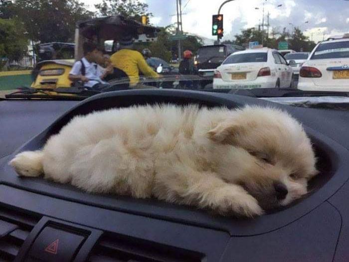 40 dogs who love riding in the car more than anything else in the ...