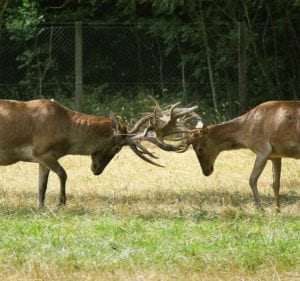 Officer fires one shot and saves two deer’s lives