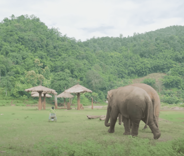 Elephants Follow Woman On Bicycle For Sweet Interaction