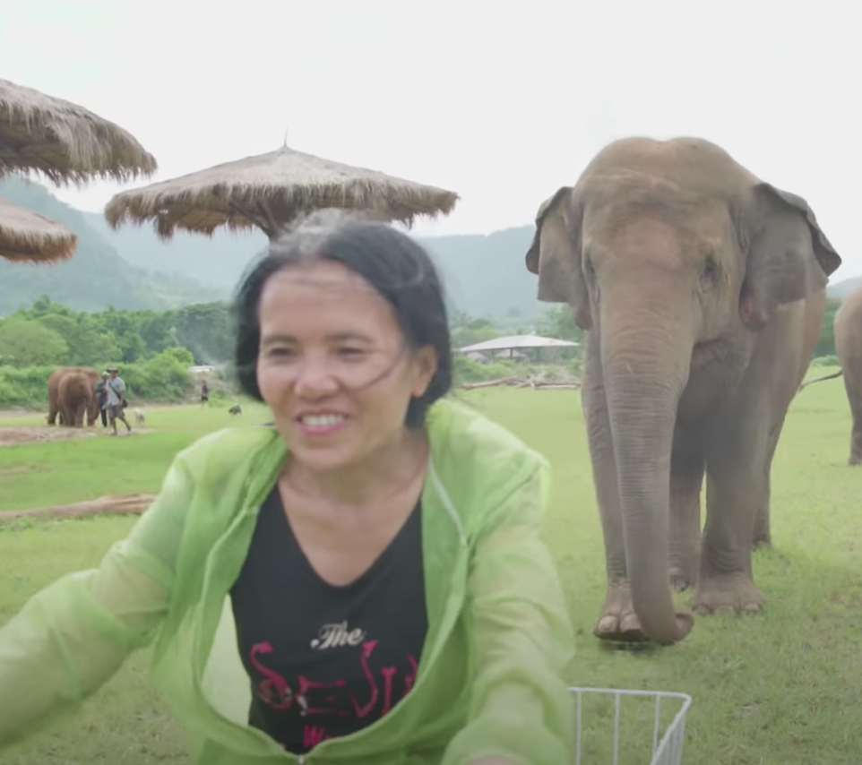 Elephants Follow Woman On Bicycle For Sweet Interaction
