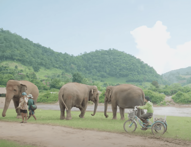 Elephants Follow Woman On Bicycle For Sweet Interaction