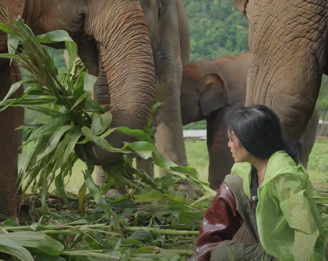 Elephants Follow Woman On Bicycle For Sweet Interaction