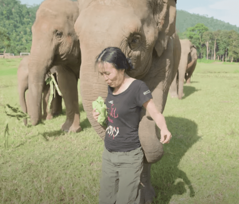 Elephants Follow Woman On Bicycle For Sweet Interaction