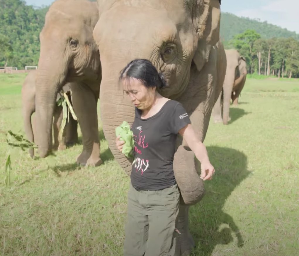 Elephants Follow Woman On Bicycle For Sweet Interaction