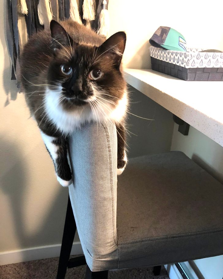 50 Animals Making Us Laugh With Their Hilarious Predicaments