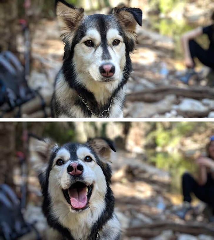 50 Animals Making Us Laugh With Their Hilarious Predicaments