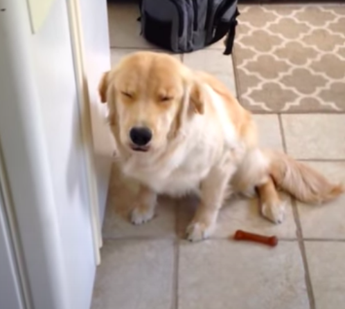 Golden Retriever Melts Hearts With “Guilty Walk”