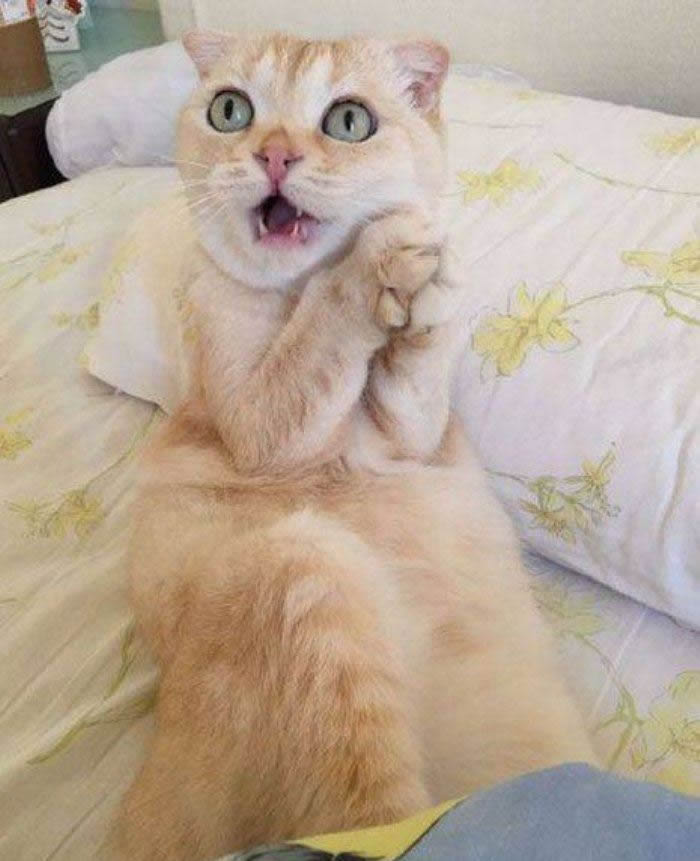 75 Animals Caught In Funny Predicaments