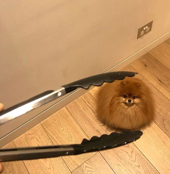 75 Animals Caught In Funny Predicaments