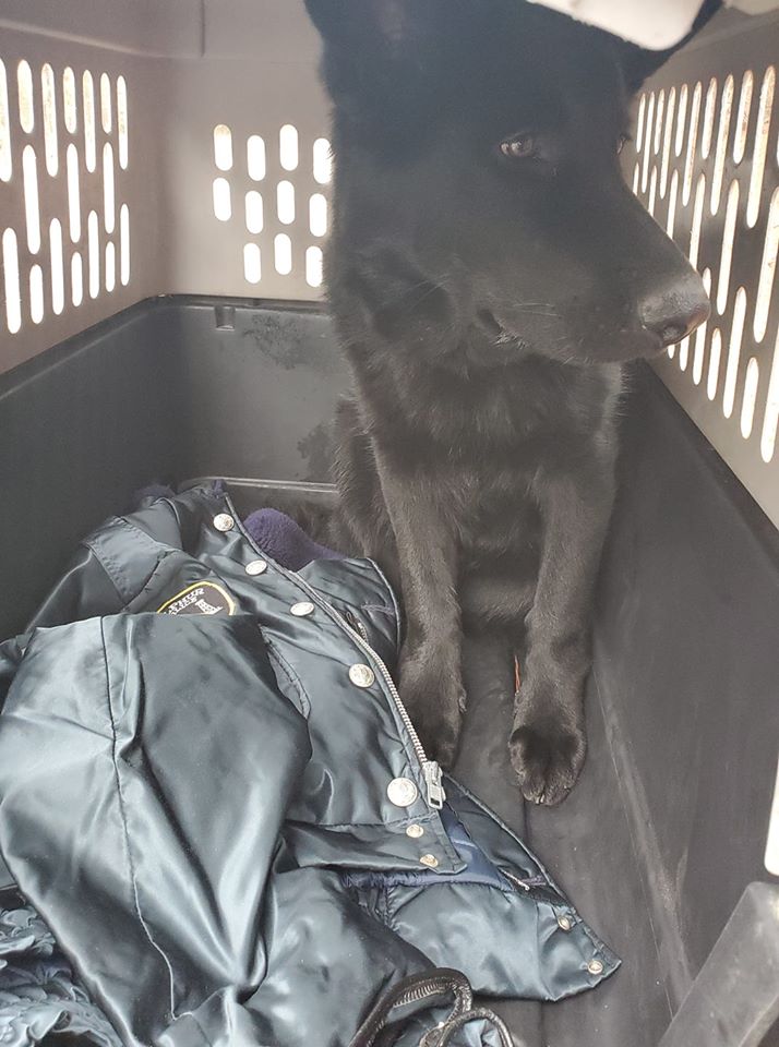 Beautiful black German Shepherd found abandoned next to his kennel on ...