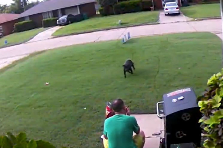 Stray pit bull wanders into man’s yard leaving him rattled when he sees ...