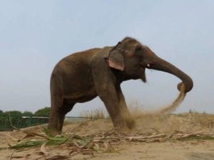 Circus elephant collapses with joy when she learns she’s finally free ...