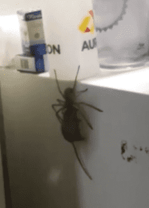 Man spots gigantic spider on refrigerator, and the mouse it’s carrying