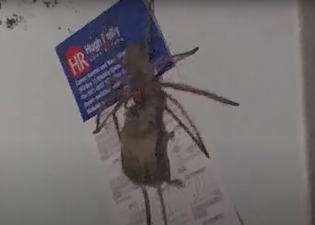 Man spots gigantic spider on refrigerator, and the mouse it’s carrying