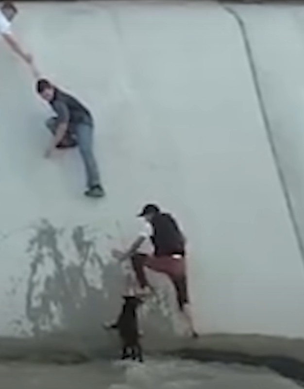 Strangers form human chain to rescue drowning dog and earn 50M views