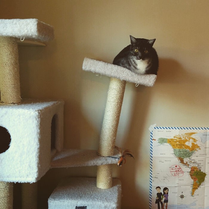 40 cats that defy the laws of physics